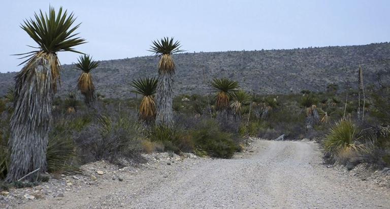 Adventure along the Dagger Flat Auto Trail in Big Bend National Park